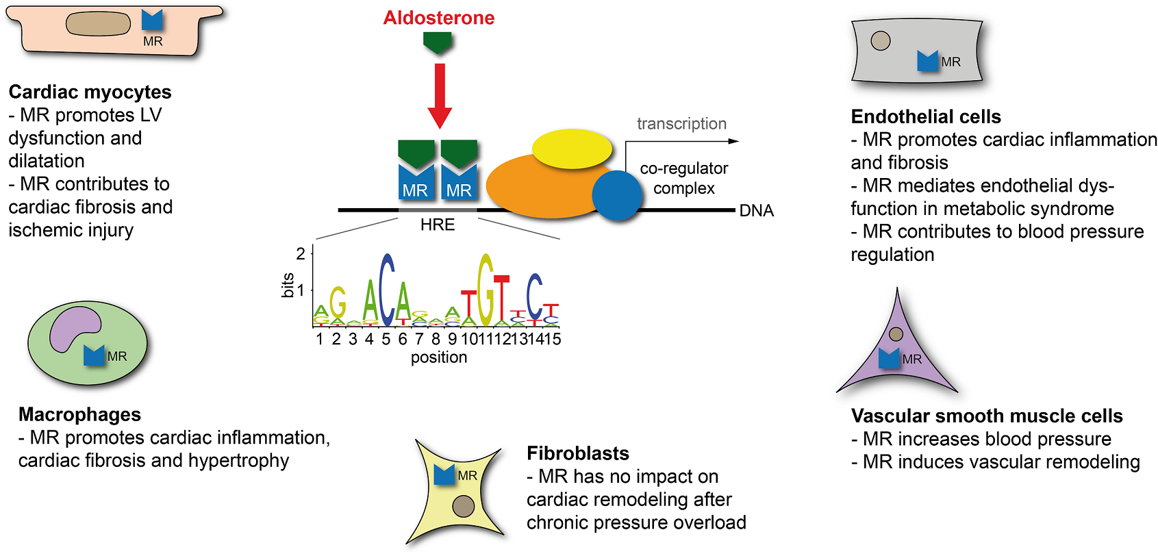 Reviewed: Pharmacology of the Mineralocorticoid Receptor