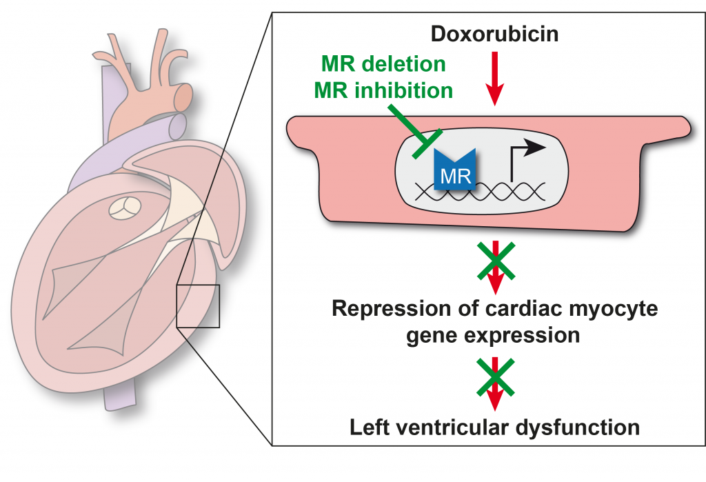 Inhibition of the cardiac myocyte mineralocorticoid receptor ...