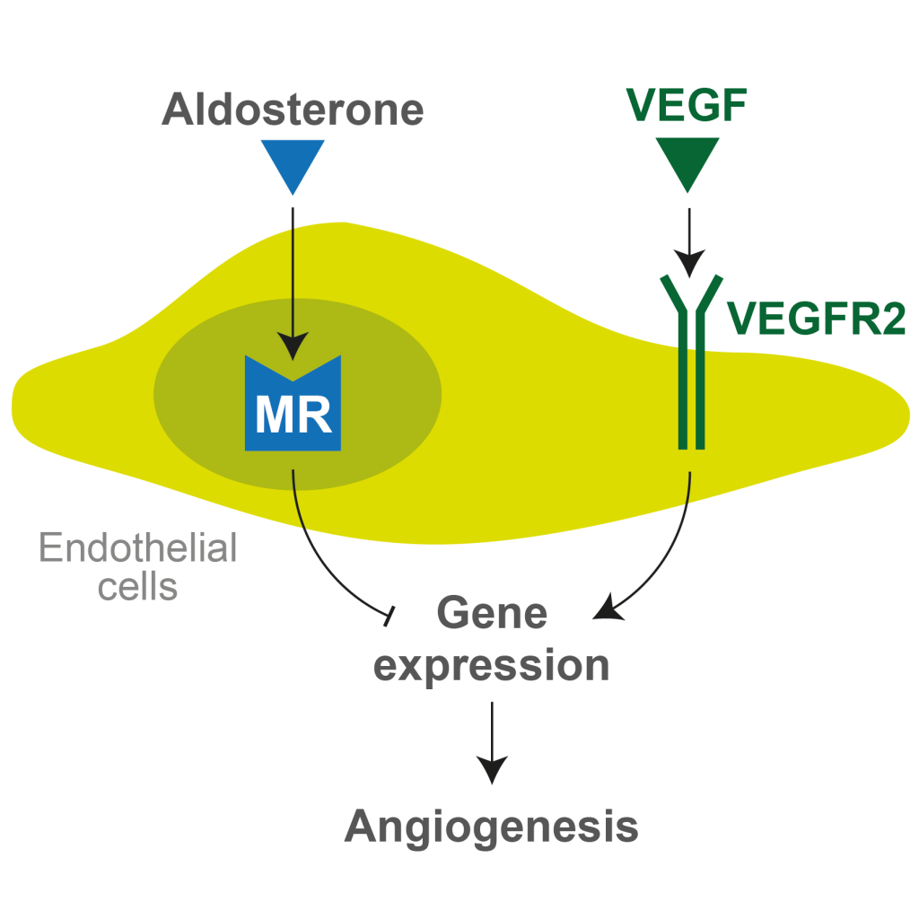 Impact of endothelial cell mineralocorticoid receptors on angiogenesis