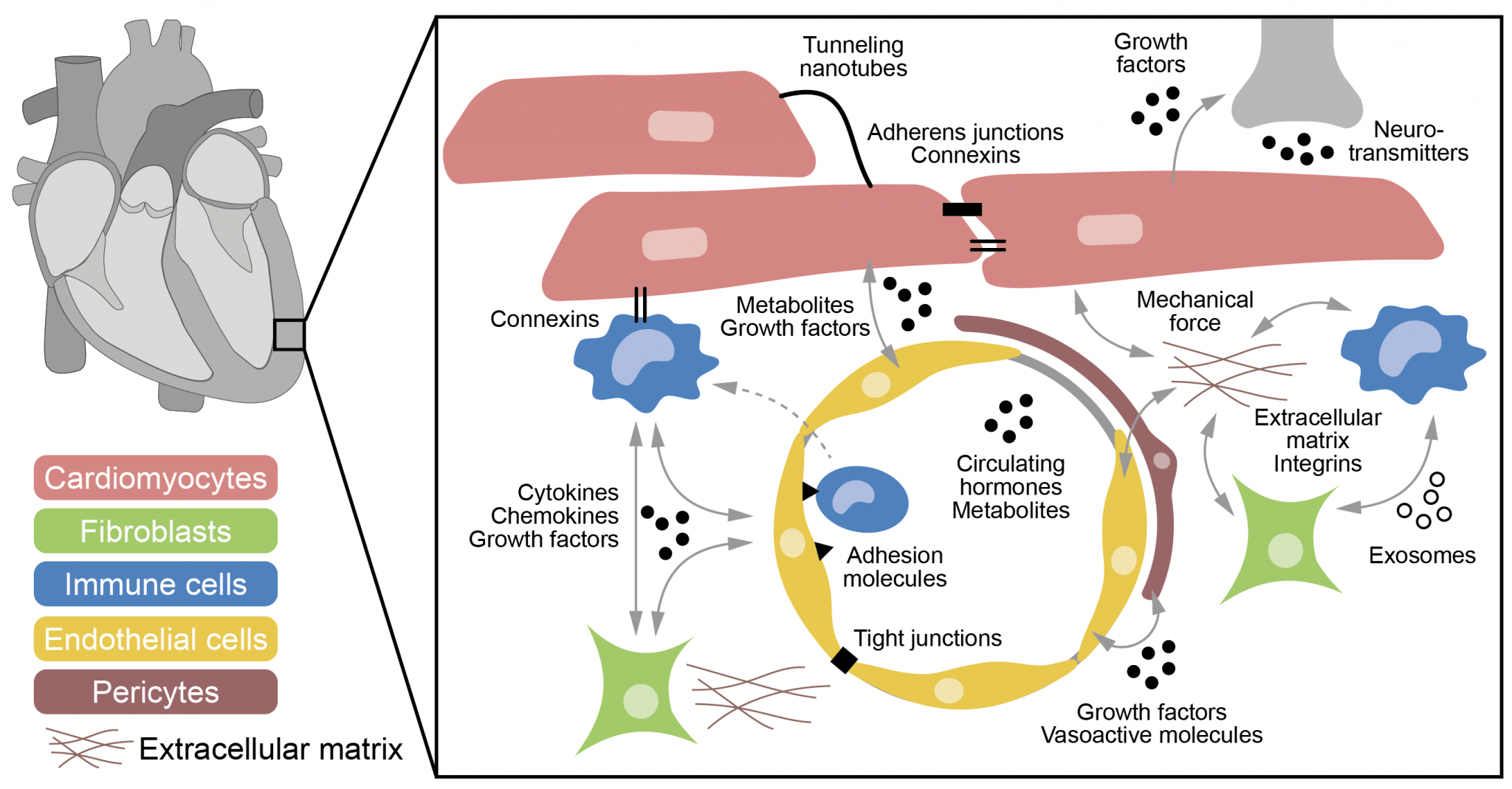 Cell types of the heart: identities, interactions, and implications for ...